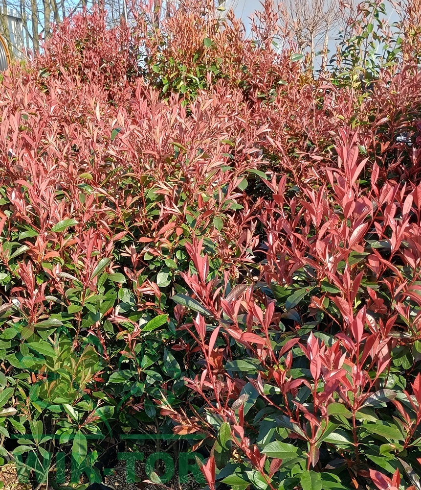 Głogownik Carre Rouge Photinia Fotinia - Ogrodniczy sklep internetowy ...